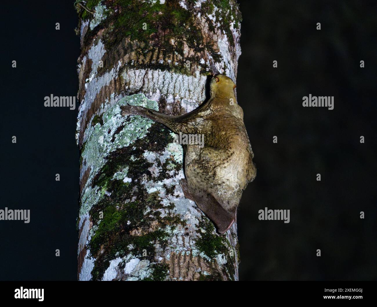 A Colugo, or Sunda flying lemur, (Galeopterus variegatus), on a tree ...