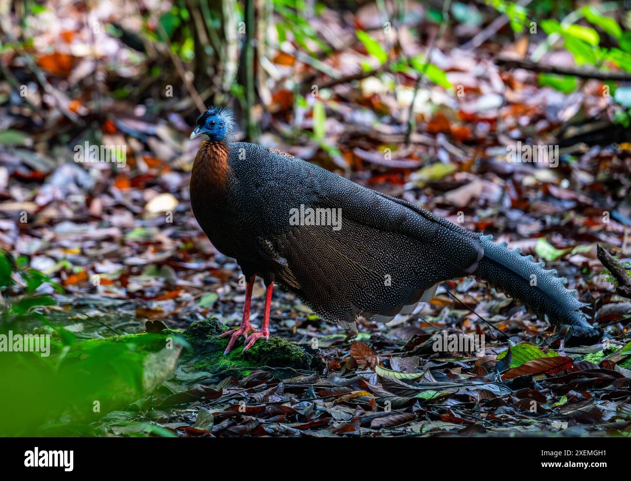 A male Great Argus Pheasant (Argusianus argus) foraging in forest ...