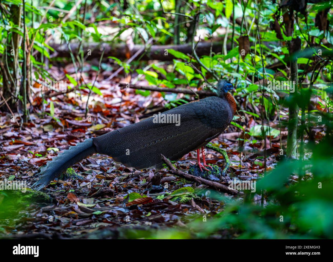 A male Great Argus Pheasant (Argusianus argus) foraging in forest ...