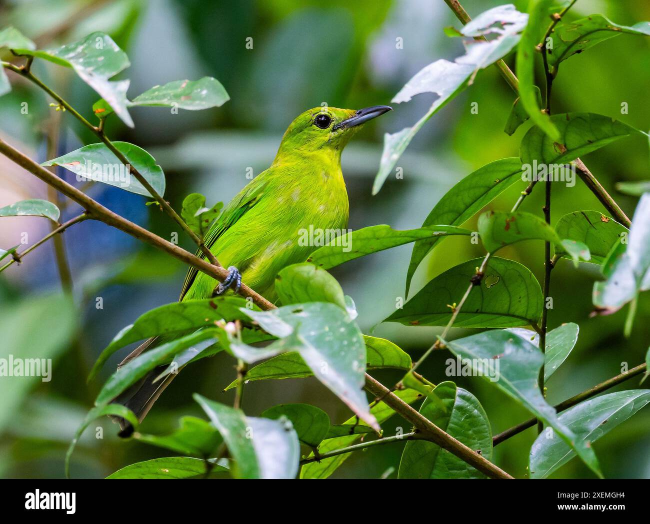 Chloropsis sonnerati hi-res stock photography and images - Alamy