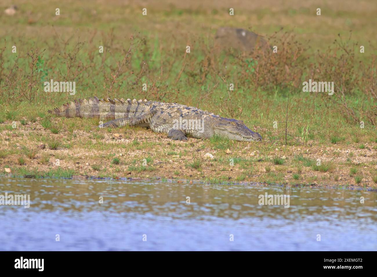Crocodile basking in the sun, resting and relaxing in the water; mugger ...