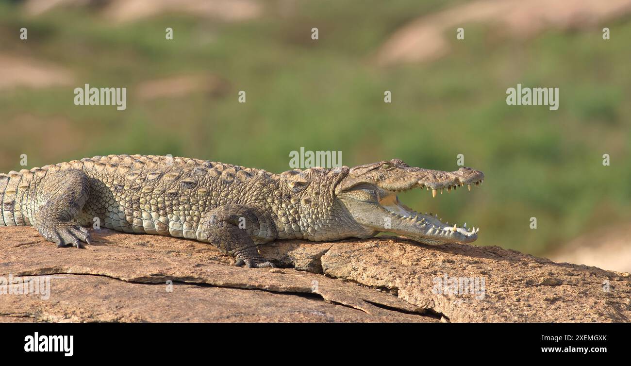 Crocodile basking in the sun, resting and relaxing in the water; mugger ...