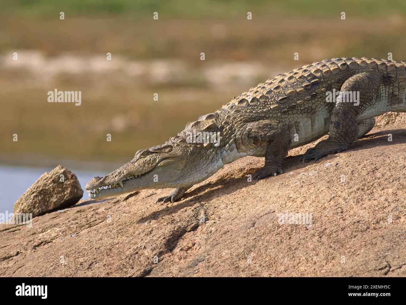 Crocodile basking in the sun, resting and relaxing in the water; mugger ...