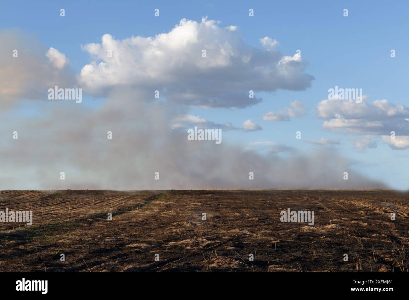 Grain field burned after fire. You can still see smoke at bottom of ...