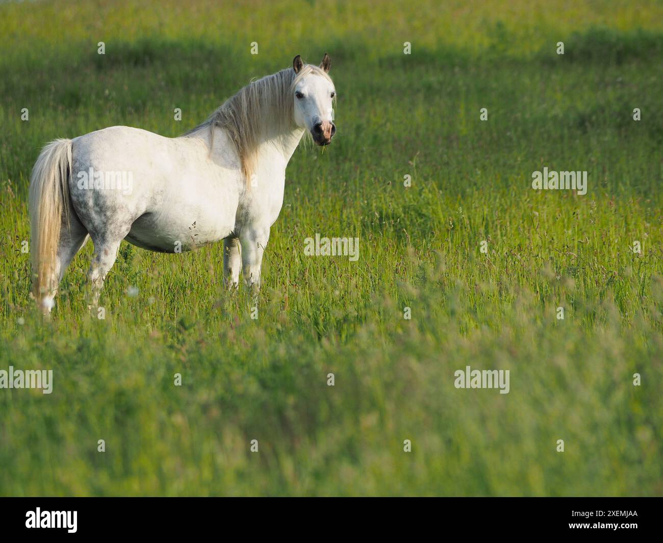 A pretty grey pony stallion in a summer paddock Stock Photo - Alamy