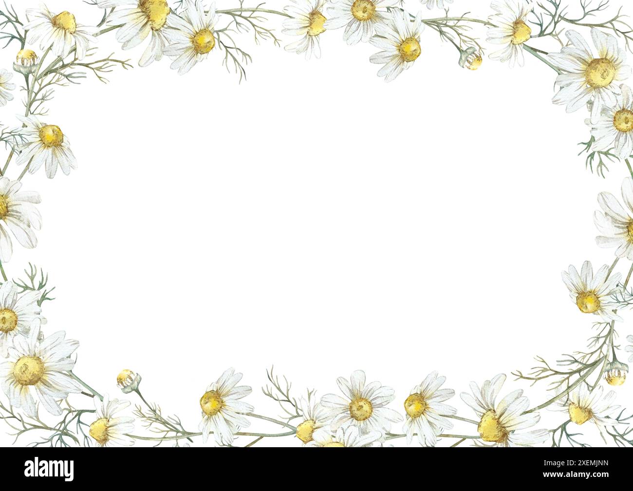 Wreath with medicinal chamomile flowers. Watercolor frame drawn by hand ...