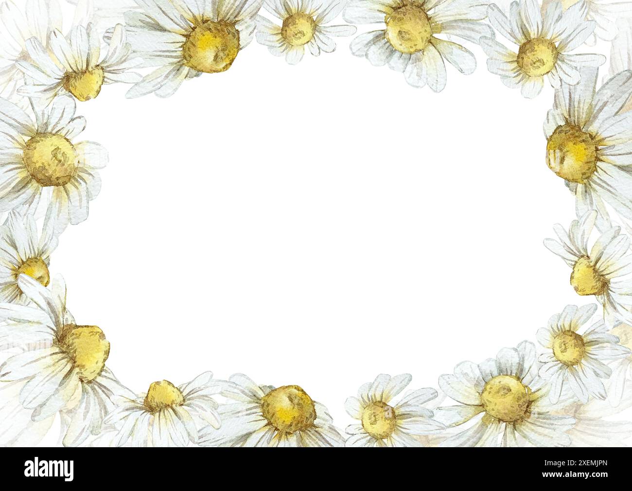 Wreath with medicinal chamomile flowers. Watercolor frame drawn by hand ...