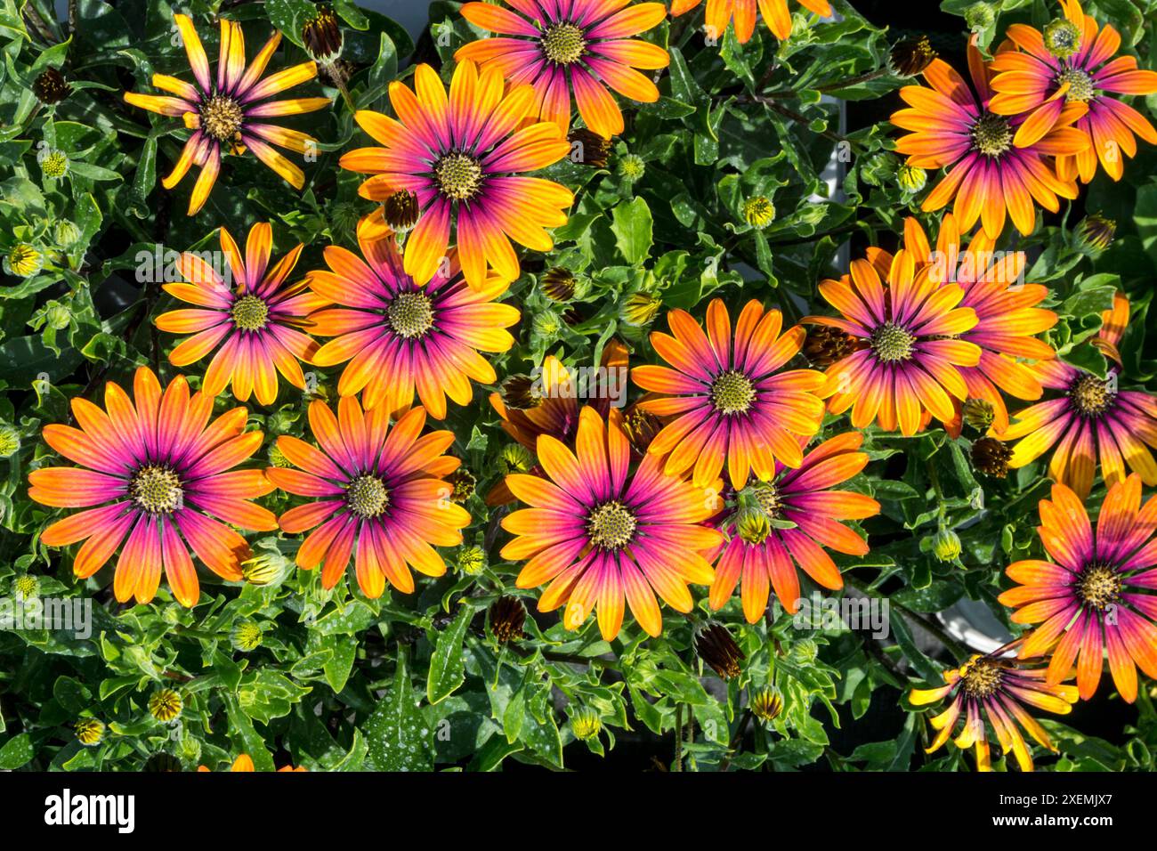 African daisy, Osteospermum 'Purple Sun' Stock Photo - Alamy