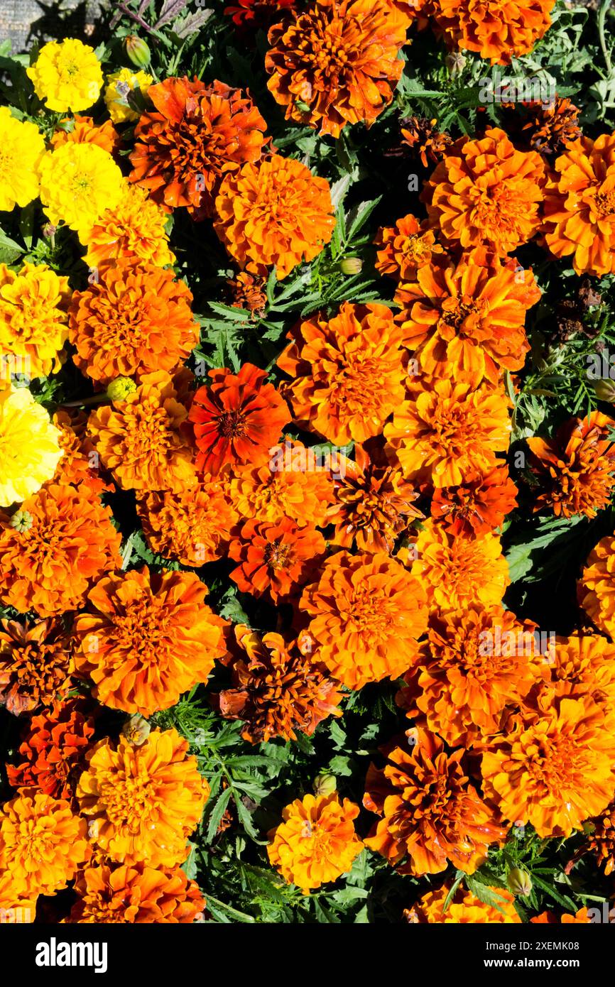French marigolds, Tagetes patula Stock Photo - Alamy