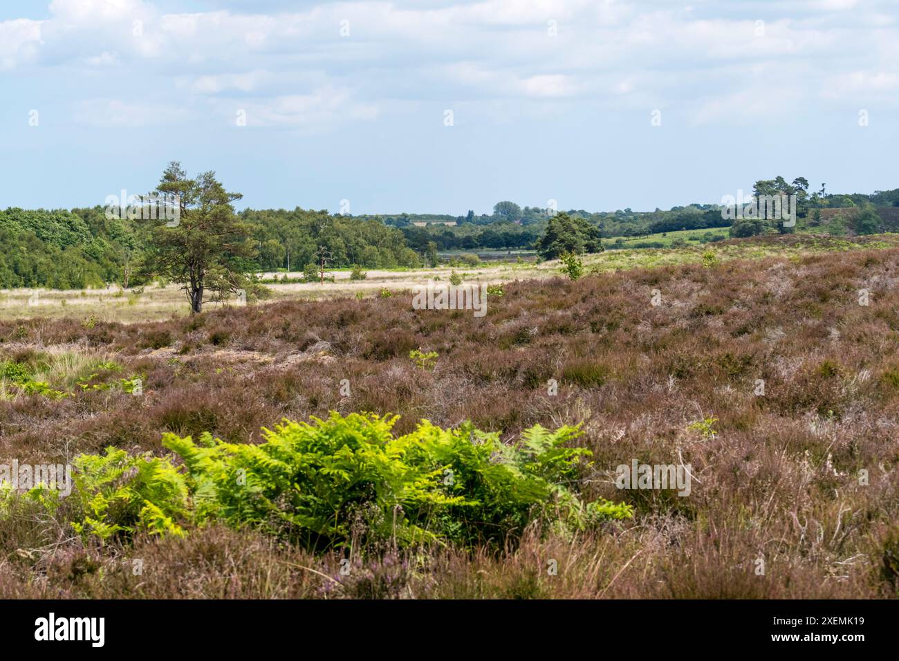Dersingham Bog National Nature Reserve in West Norfolk Stock Photo - Alamy