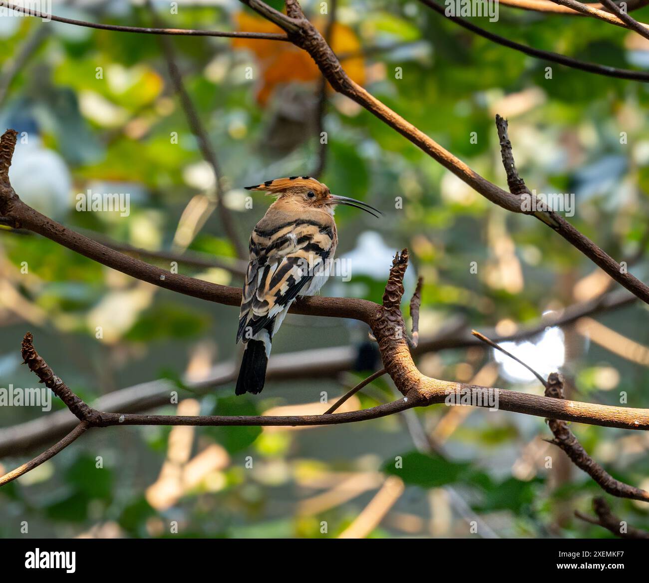 The Eurasian hoopoe is the most widespread species of the genus Upupa ...