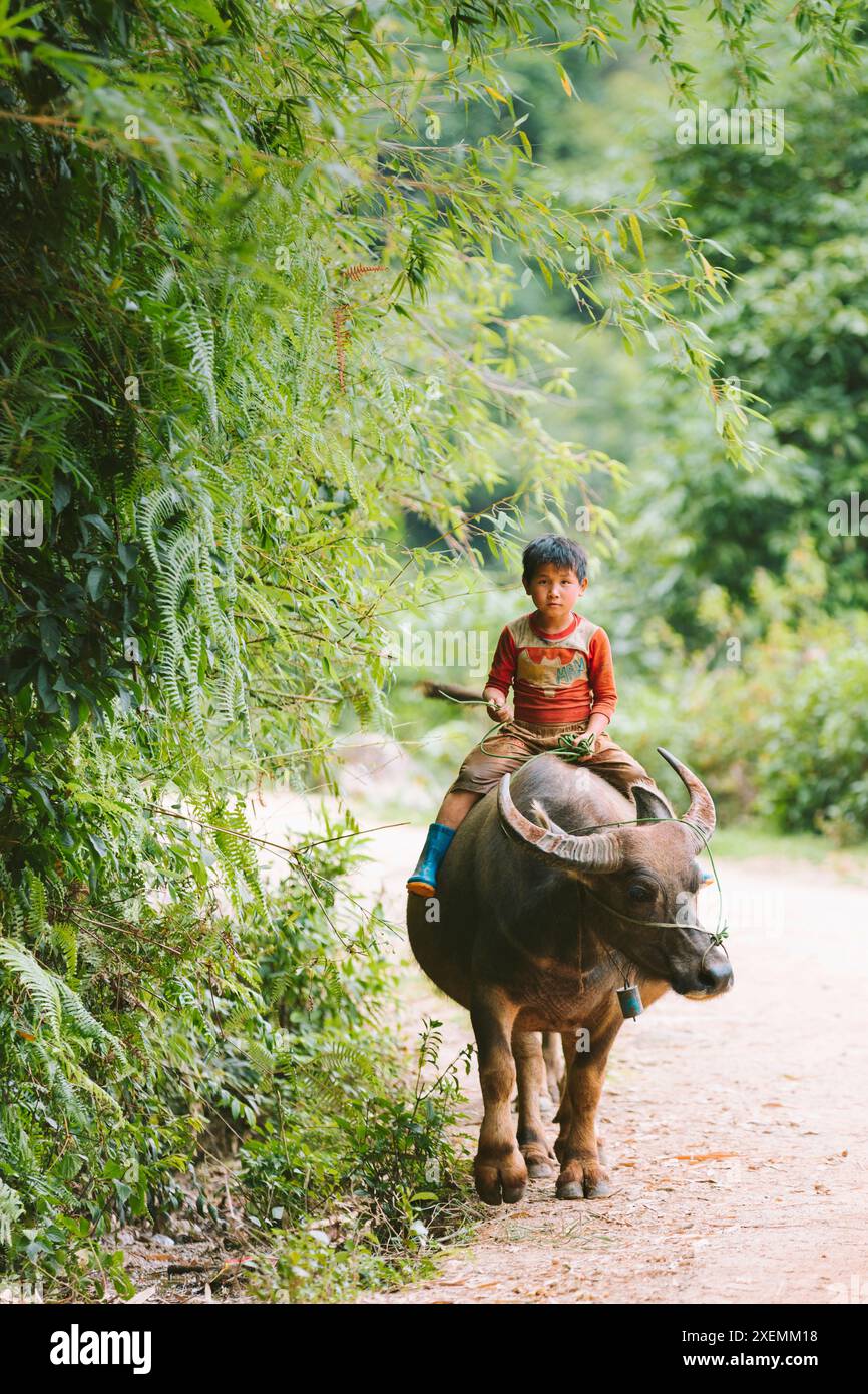 Boy rides on the back of an Ox down a country road in Vietnam; Ban Nam ...