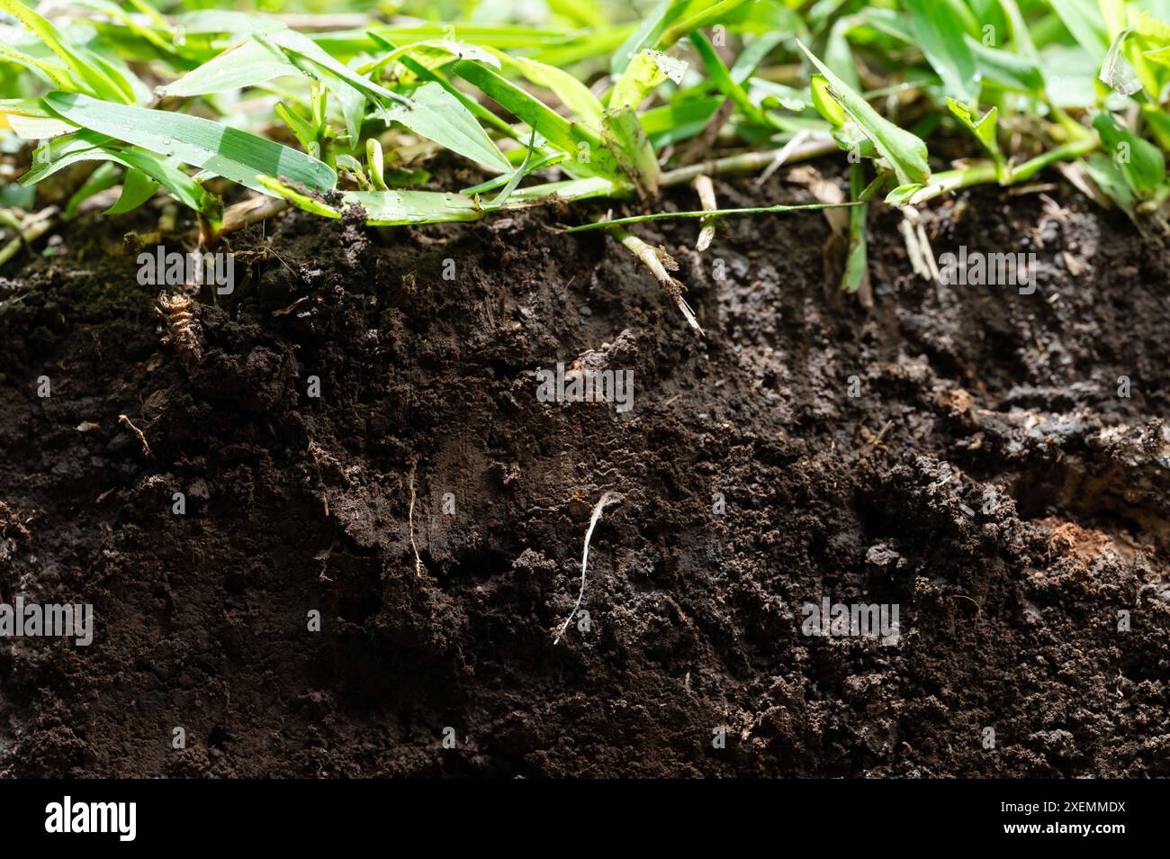 Soil layer cut with green grass macro close up view Stock Photo - Alamy