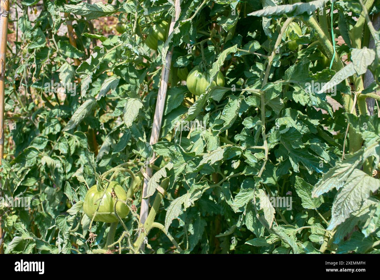 In the middle of the garden, a tomato plant full of green tomatoes ...