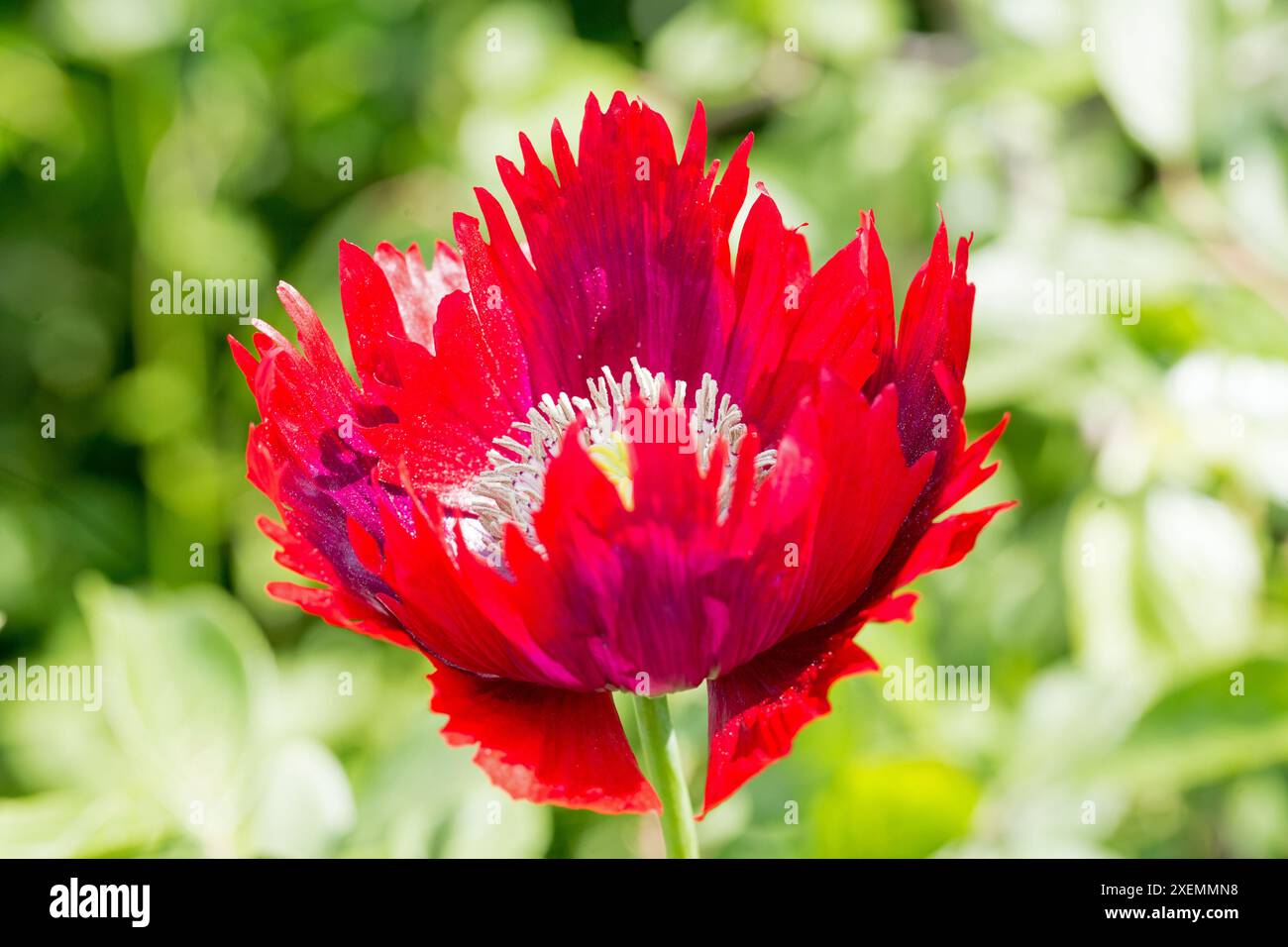 Vibrant large Red Poppy head with Scalloped petals in full bloom Stock ...