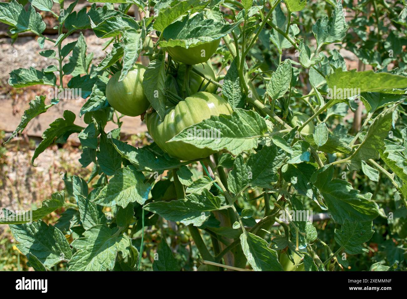 In the middle of the garden, a tomato plant full of green tomatoes ...
