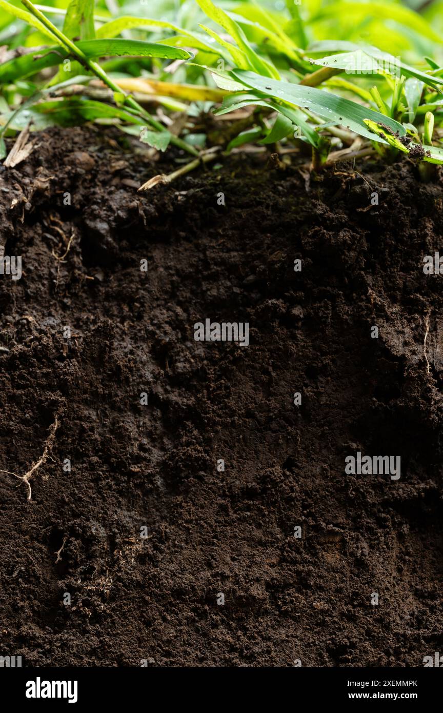Dig in ground with green grass macro close up view Stock Photo - Alamy