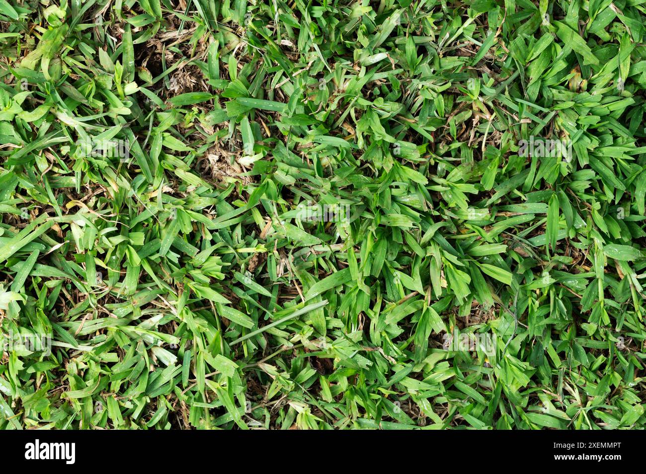 Growth grass field nature hi-res stock photography and images - Alamy
