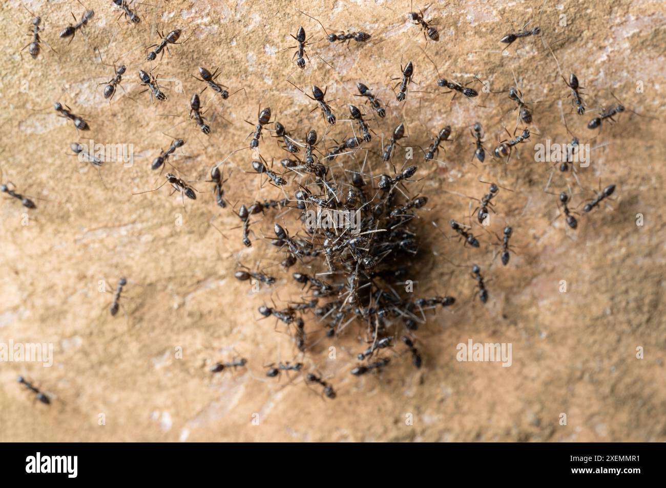 Ant teamwork to carry big load macro close up view Stock Photo - Alamy