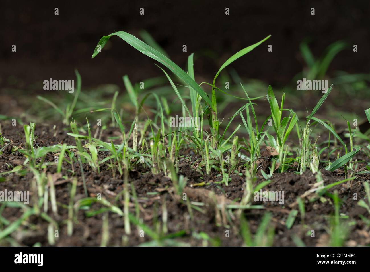 Growing green grass plant from ground close up view Stock Photo - Alamy