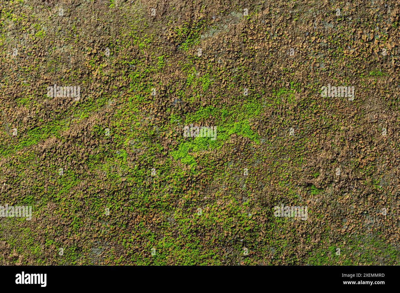 Evergreen ivy hi-res stock photography and images - Alamy