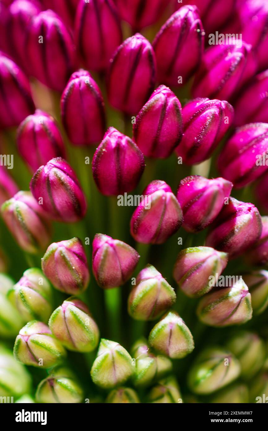 Galic bulb hi-res stock photography and images - Alamy