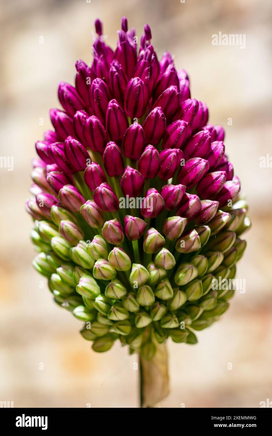 Closeup allium flower ball hi-res stock photography and images - Alamy