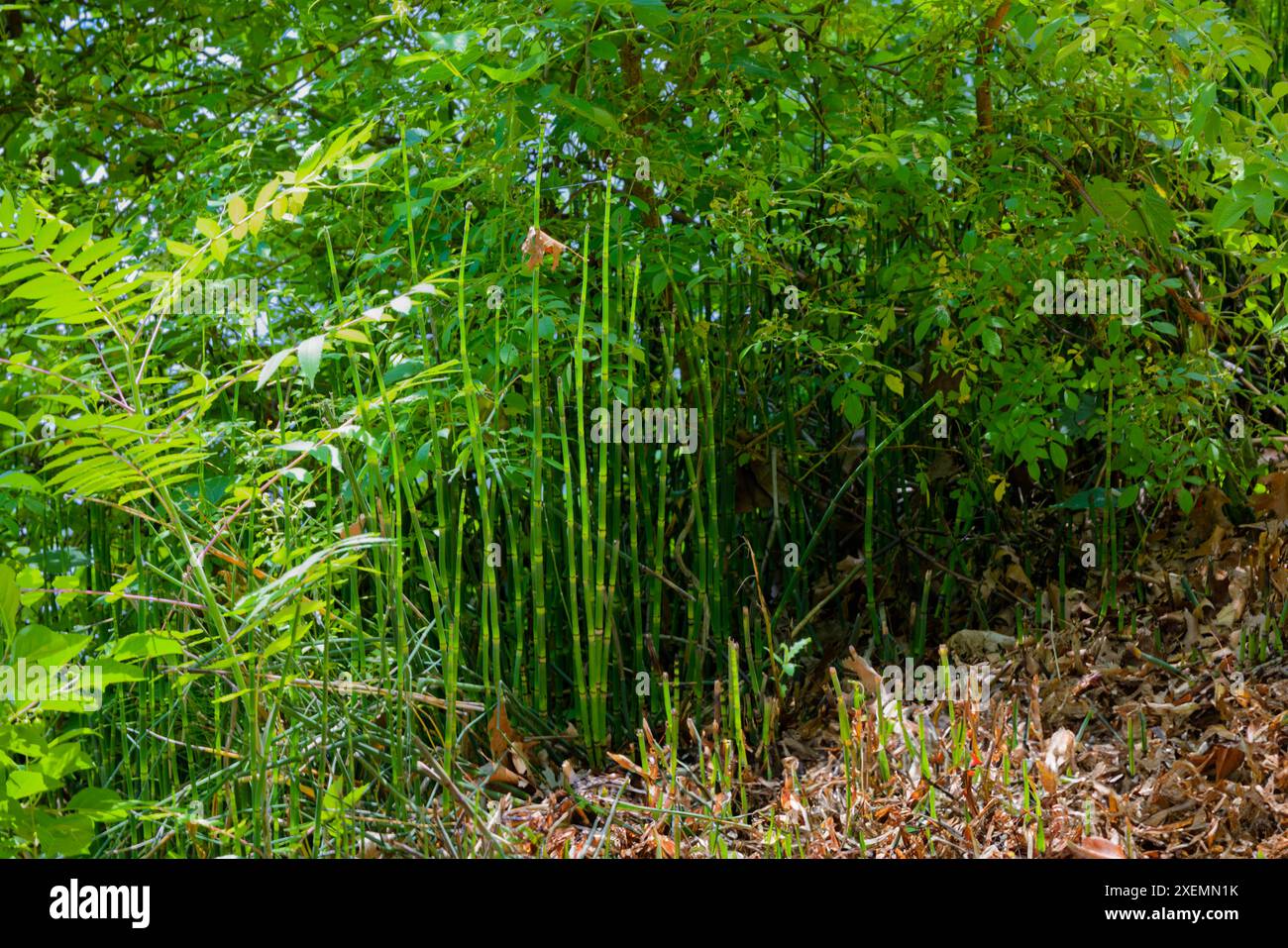 Rough horsetail (Equisetum hyemale) commonly known as scouring rush ...