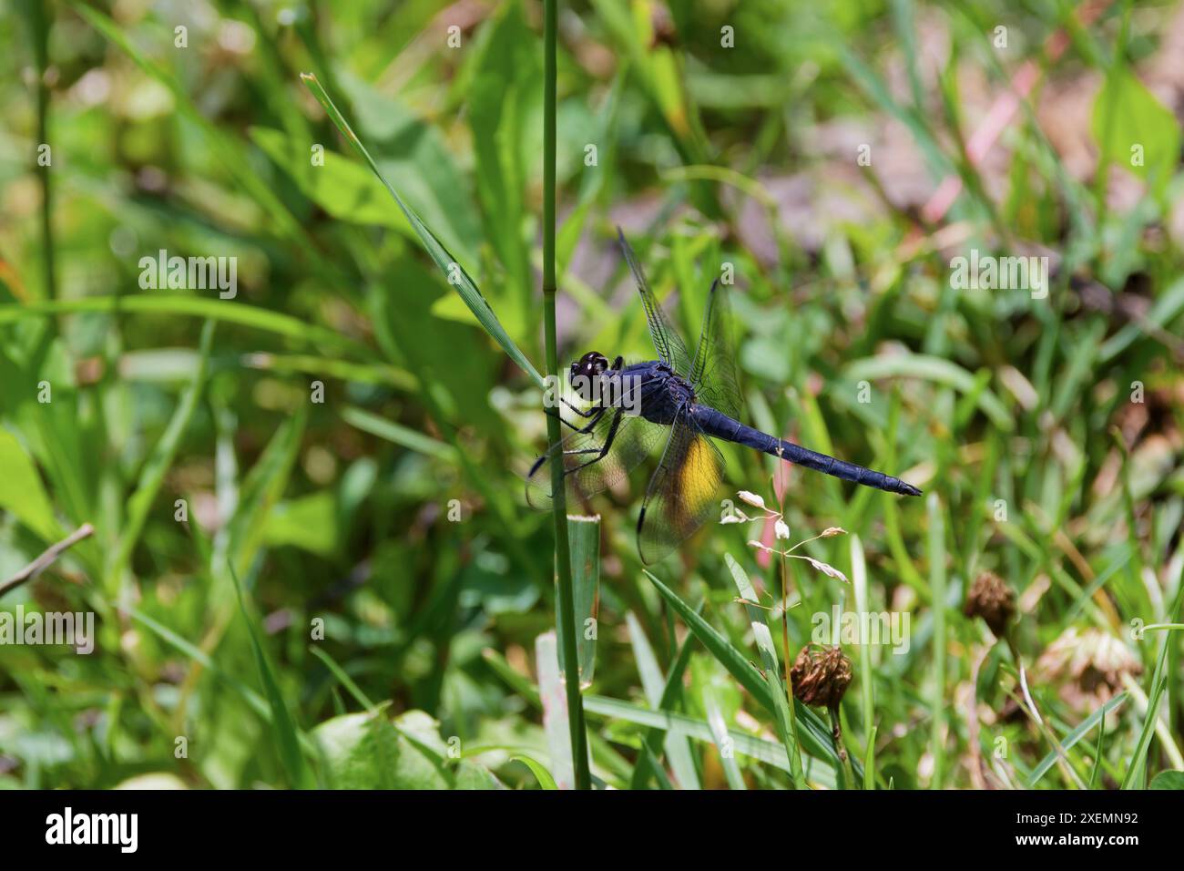 The slaty skimmer (Libellula incesta) The dragonfly native to eastern ...