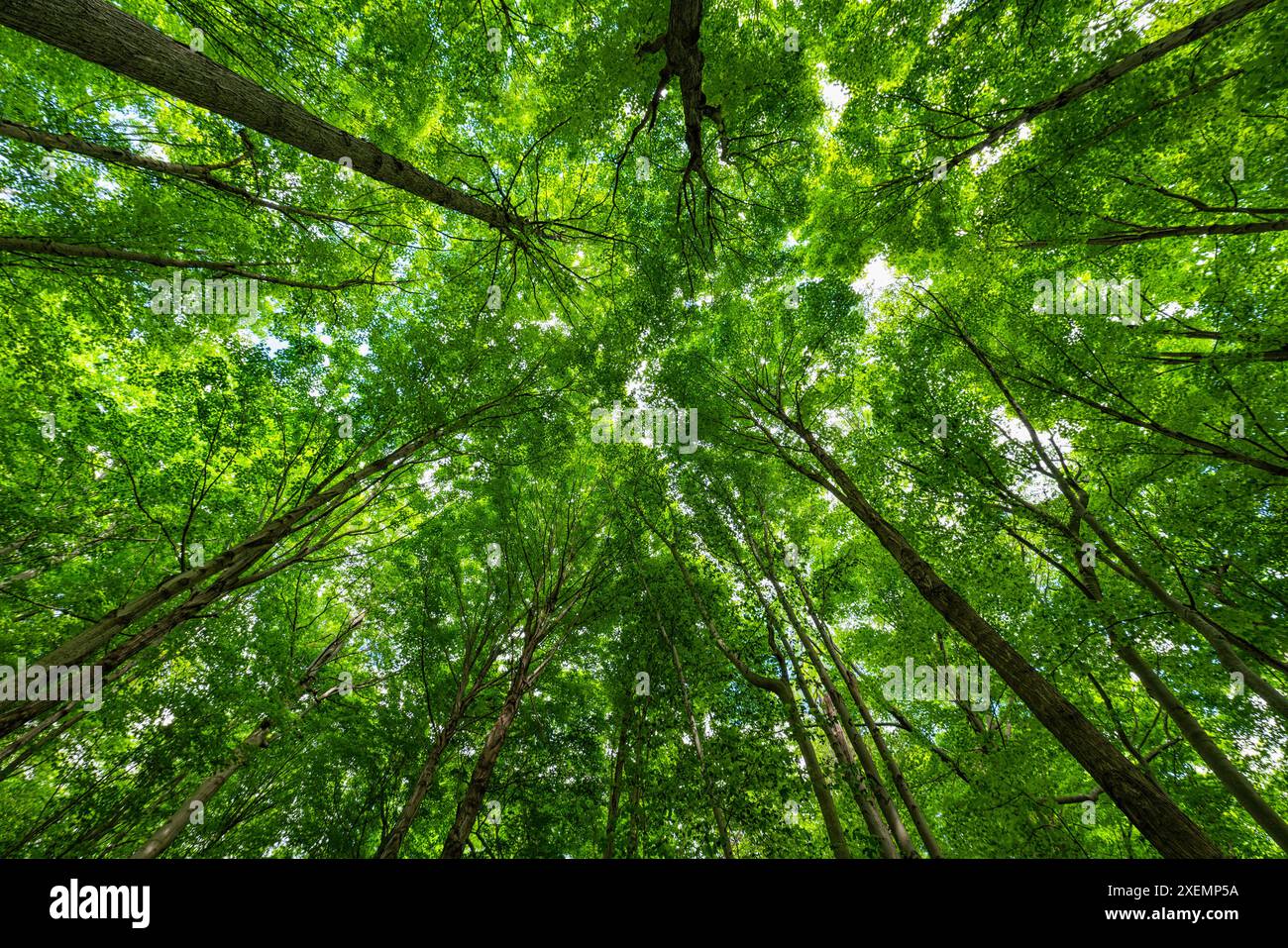The beautiful summer foliage in the forests of Ontario become a vibrant ...