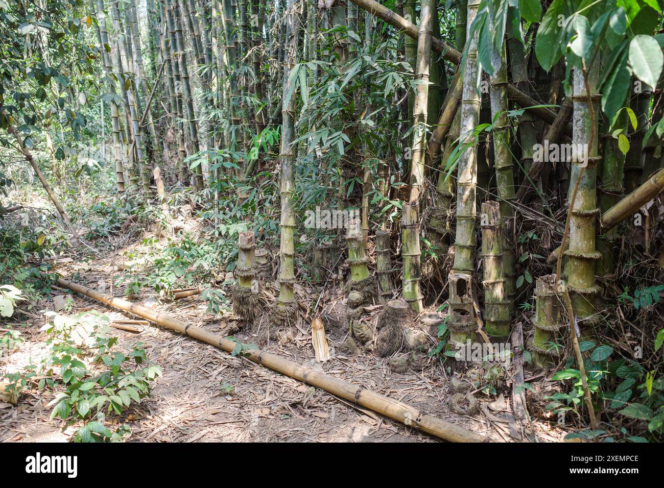 Ho Chi Minh City, Vietnam - 2 Feb, 2024: Bamboo forest planted at the ...