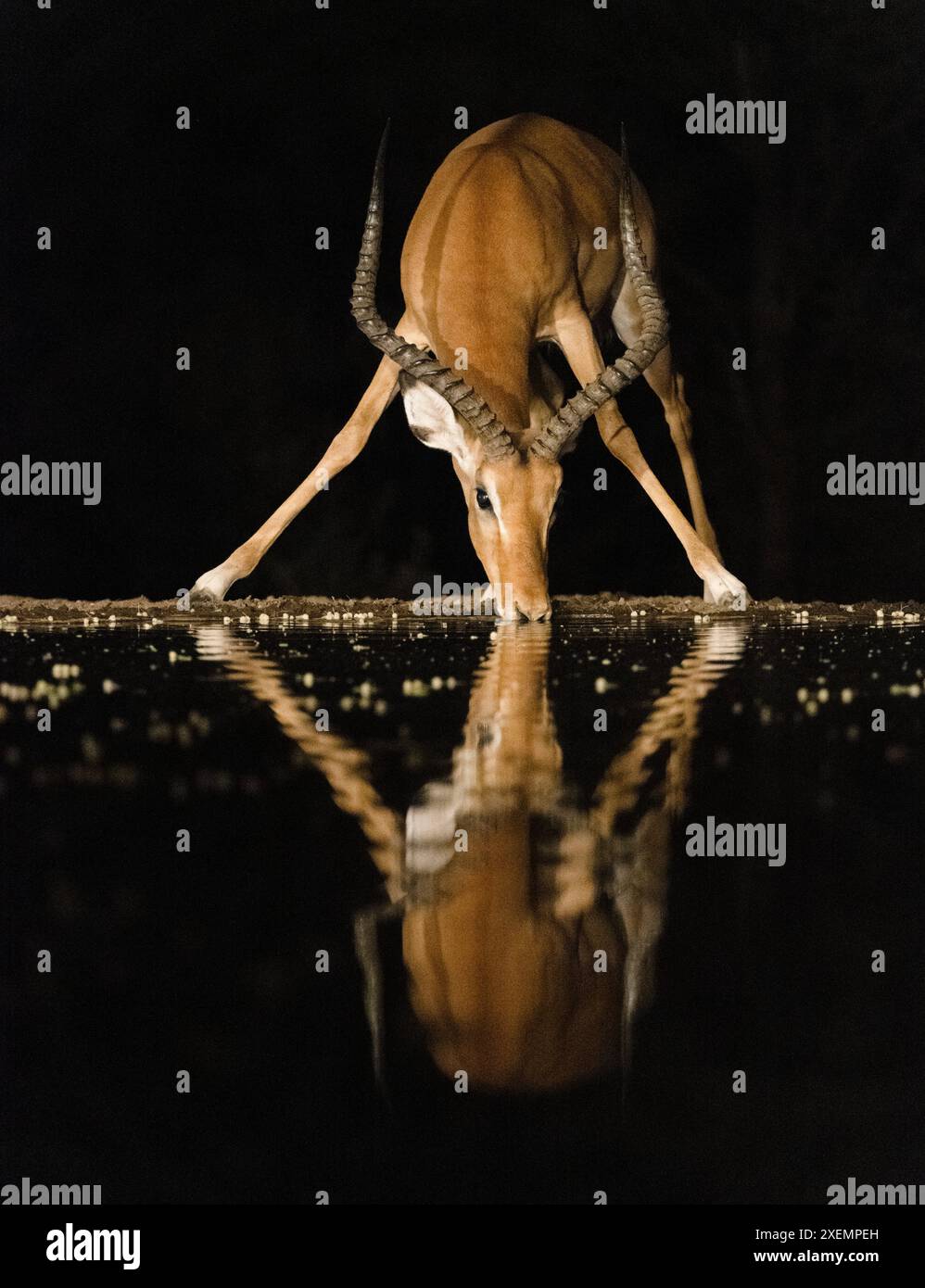 Africa, Kenya, Amboseli National Park. Impala drinking at waterhole at ...