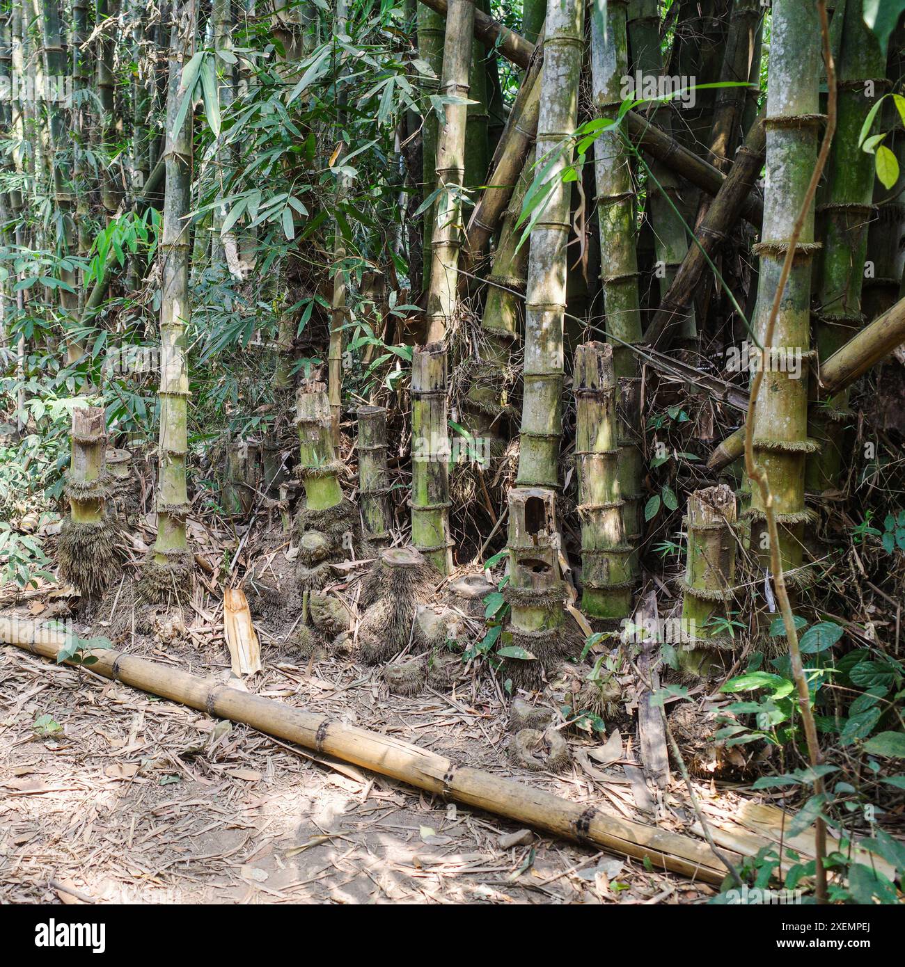 Ho Chi Minh City, Vietnam - 2 Feb, 2024: Bamboo forest planted at the ...