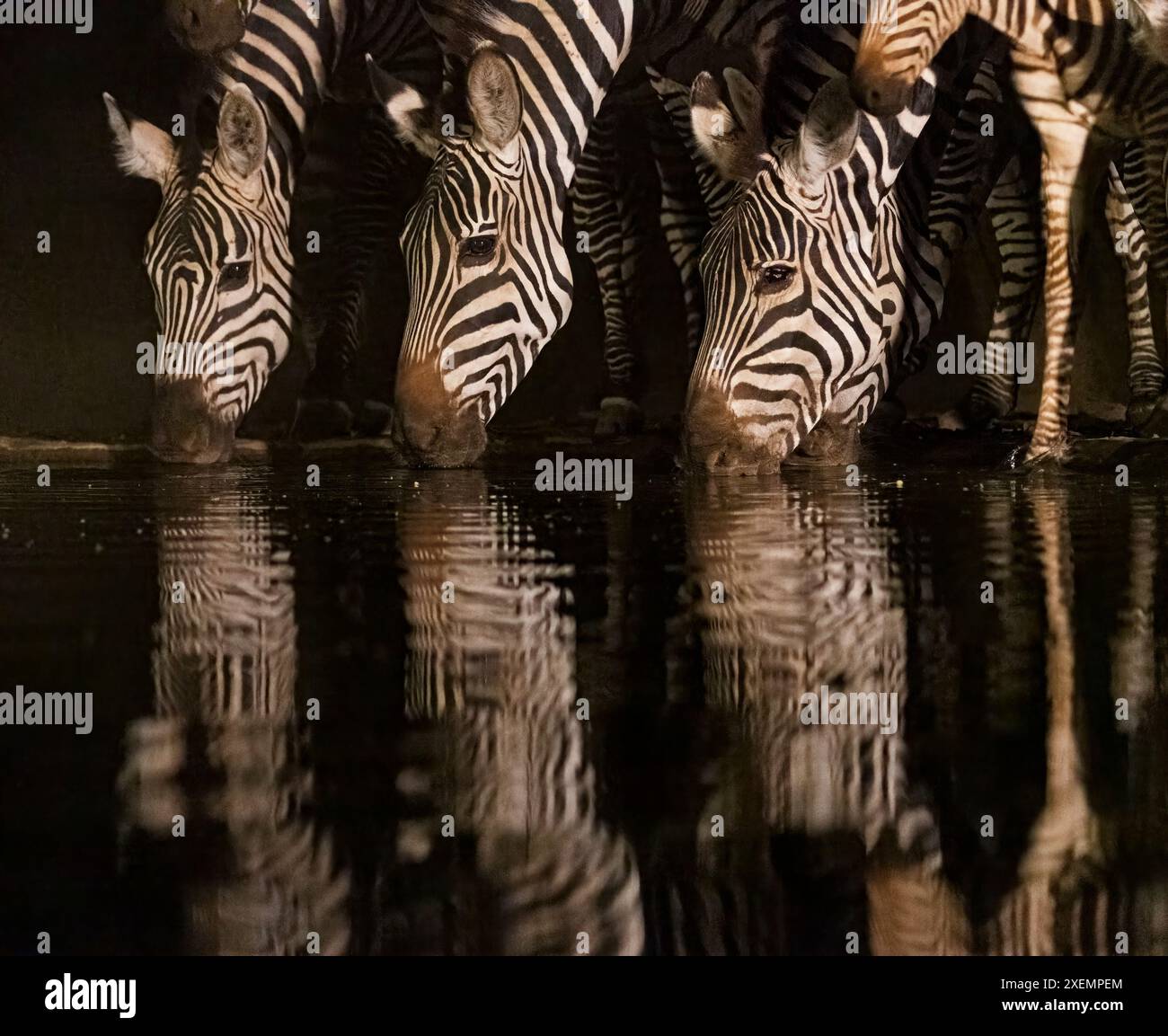 Africa, Kenya, Amboseli National Park. Zebras drinking at waterhole at ...
