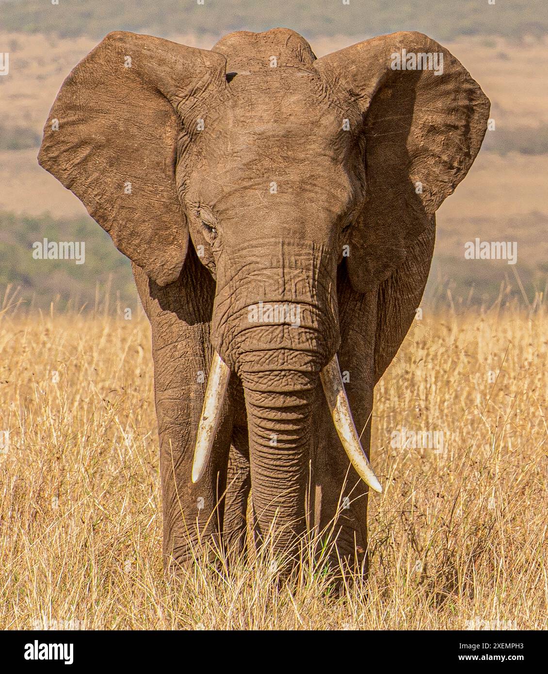 Kenya. Elephant standing Stock Photo - Alamy
