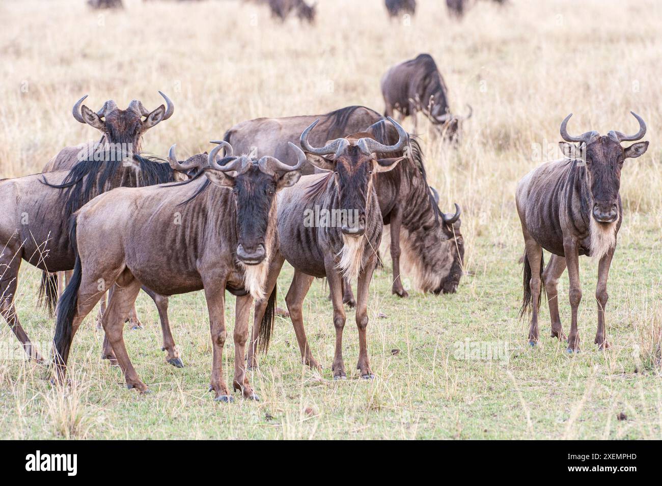 Kenya. Wildebeest group Stock Photo - Alamy