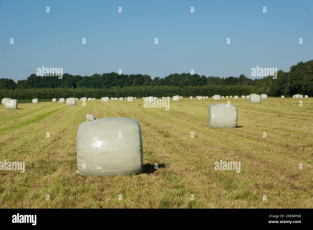 Hay bales wrapped in plastic sheeting in a just mown field Stock Photo ...