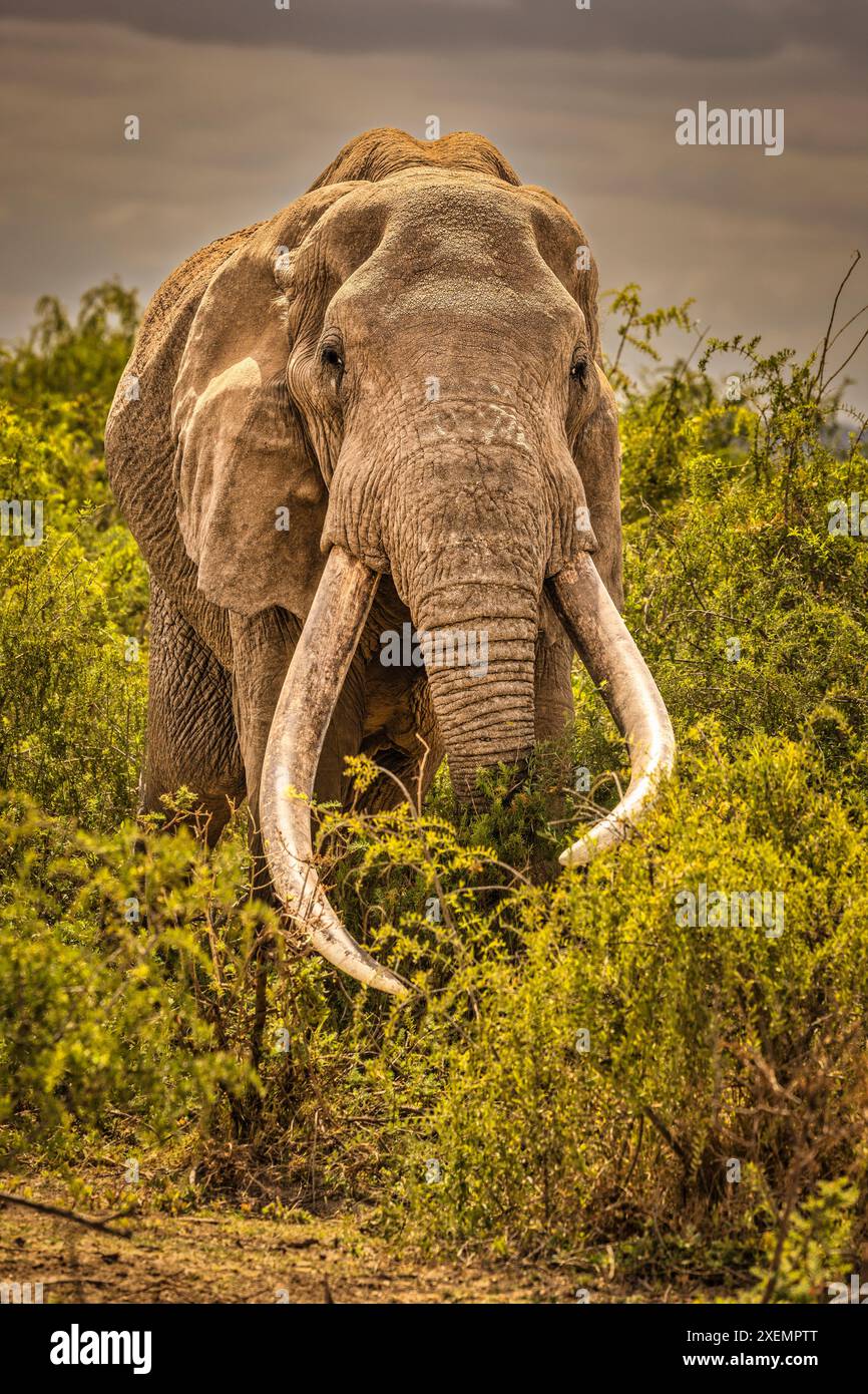 Largest national park hi-res stock photography and images - Alamy