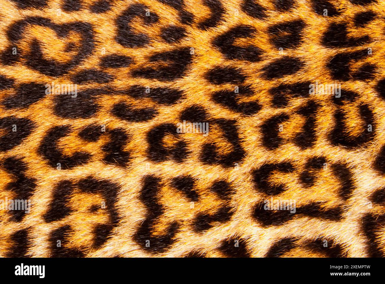 Leopard skin (Panthera Pardus Stock Photo - Alamy