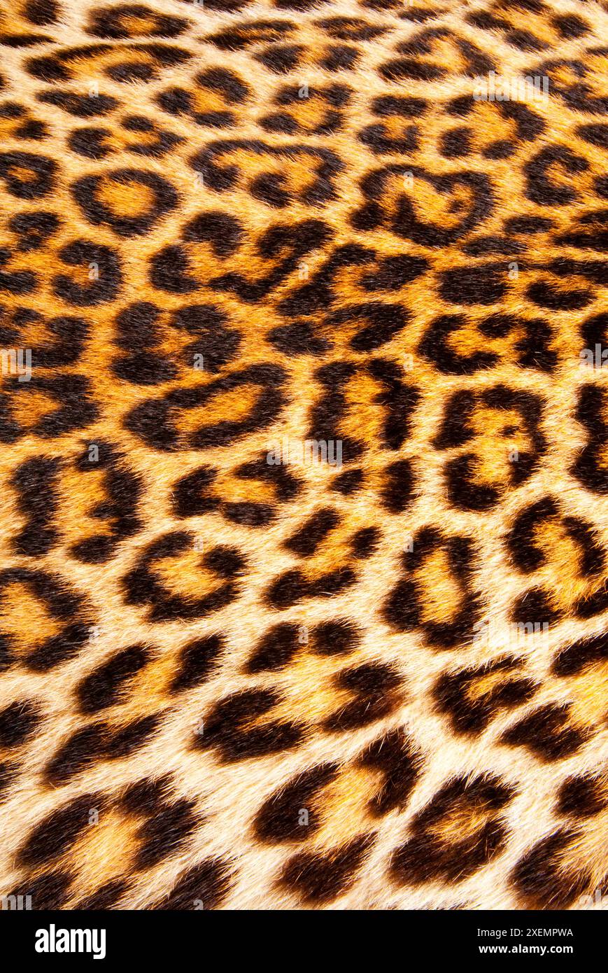 Leopard skin (Panthera Pardus Stock Photo - Alamy