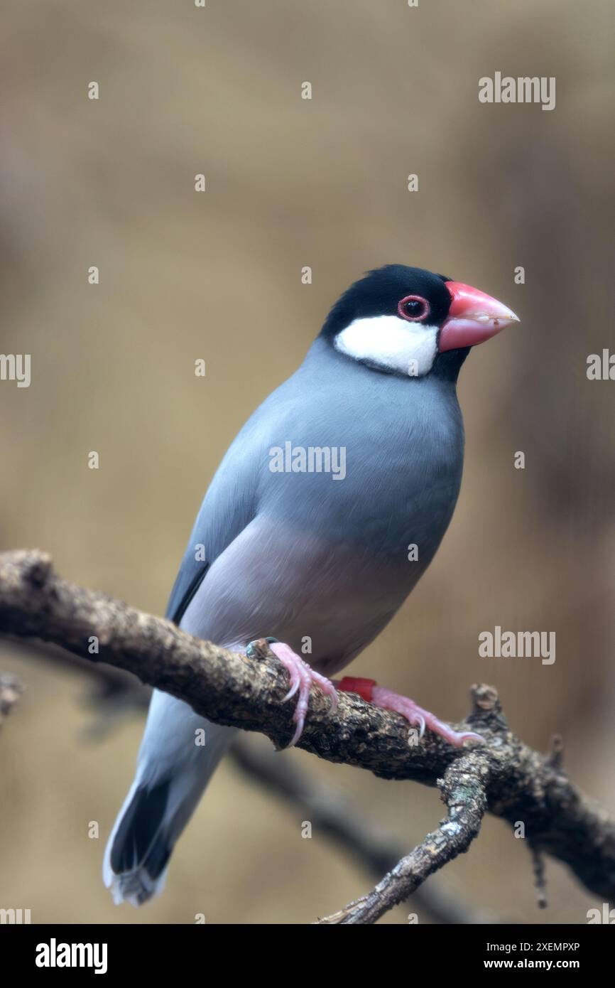 The Java Sparrow, with its distinctive grey body, pink beak, and white ...
