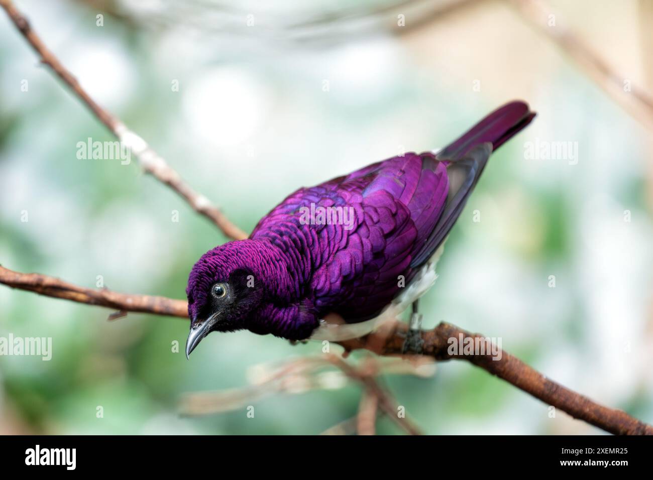 The Violet-backed Starling, with its stunning iridescent violet and white plumage, was spotted ...