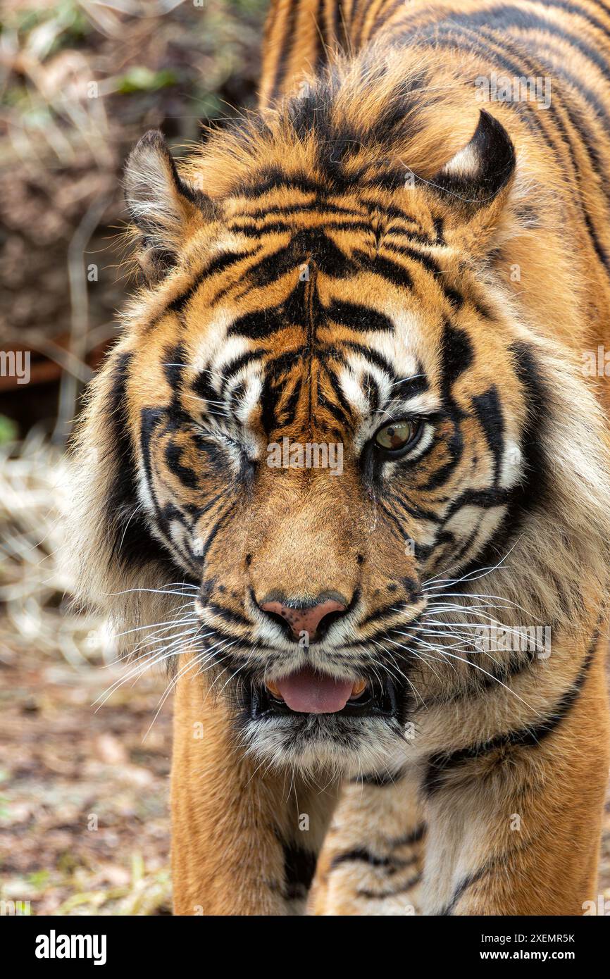 The Sumatran Tiger, with its striking orange coat and black stripes ...