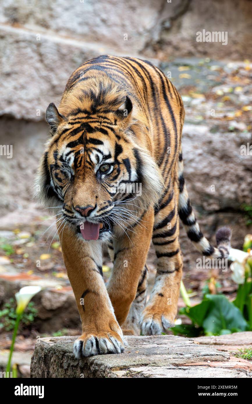 The Sumatran Tiger, with its striking orange coat and black stripes ...