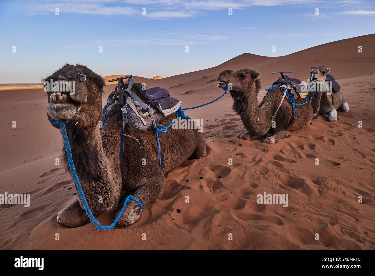 Three camels resting on Merzouga desert sand with riding gear, tied ...