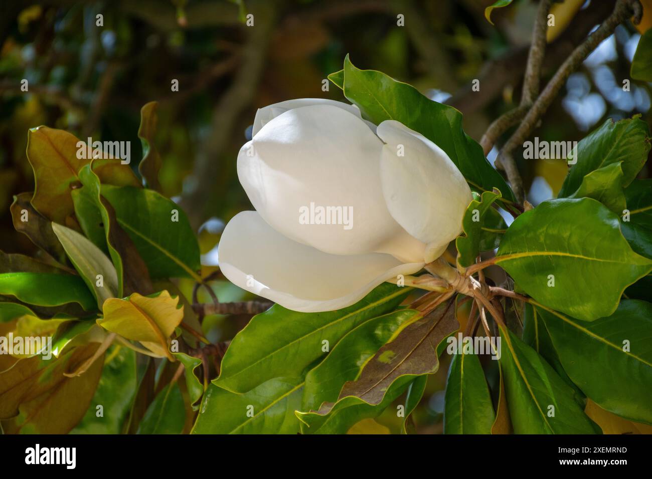 White scented blossom of tropical magnolia grandiflora evergreen tree ...