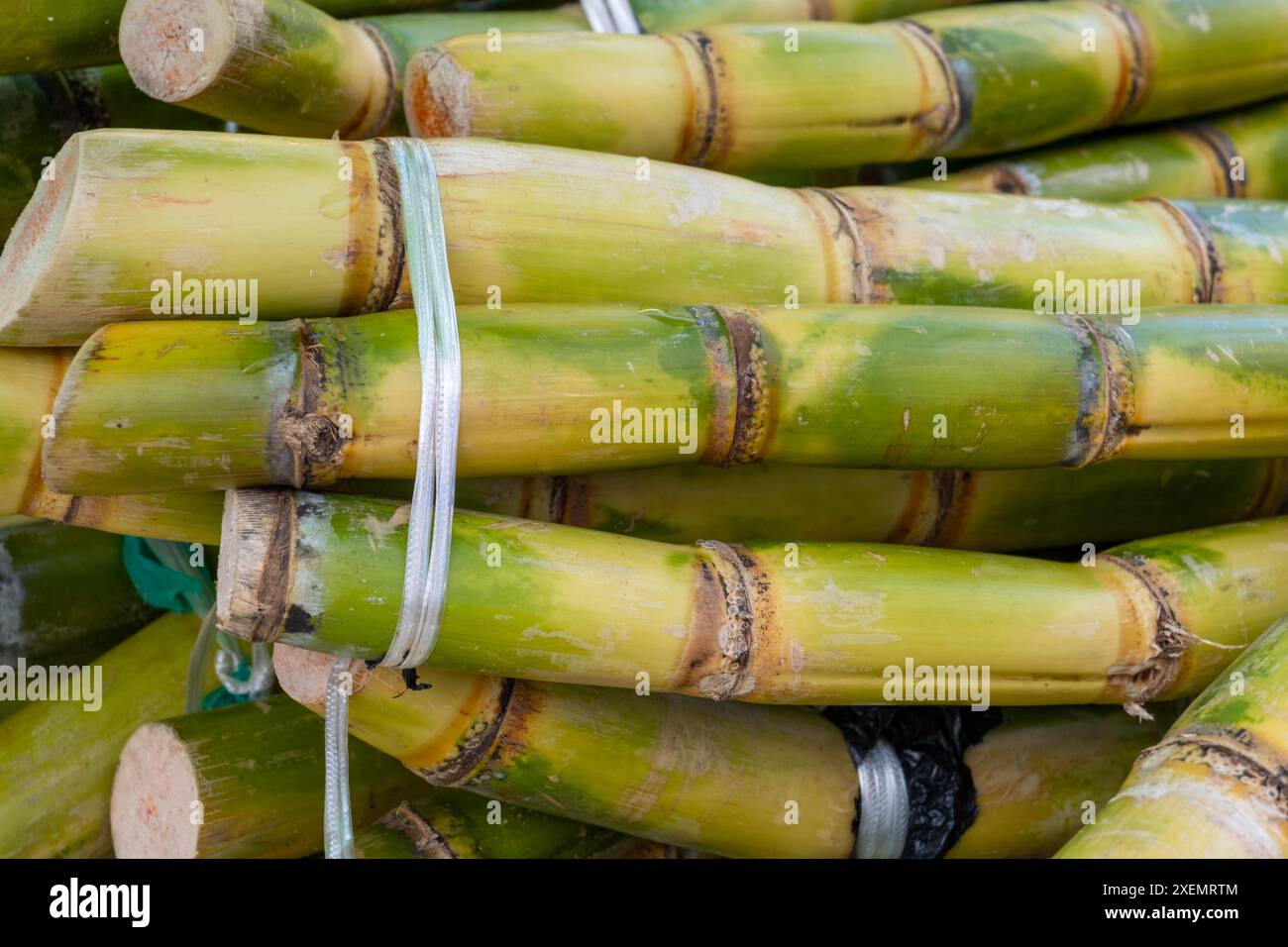 Stems of fresh sugar cane plant for squeezing sweet juice on Portobello ...
