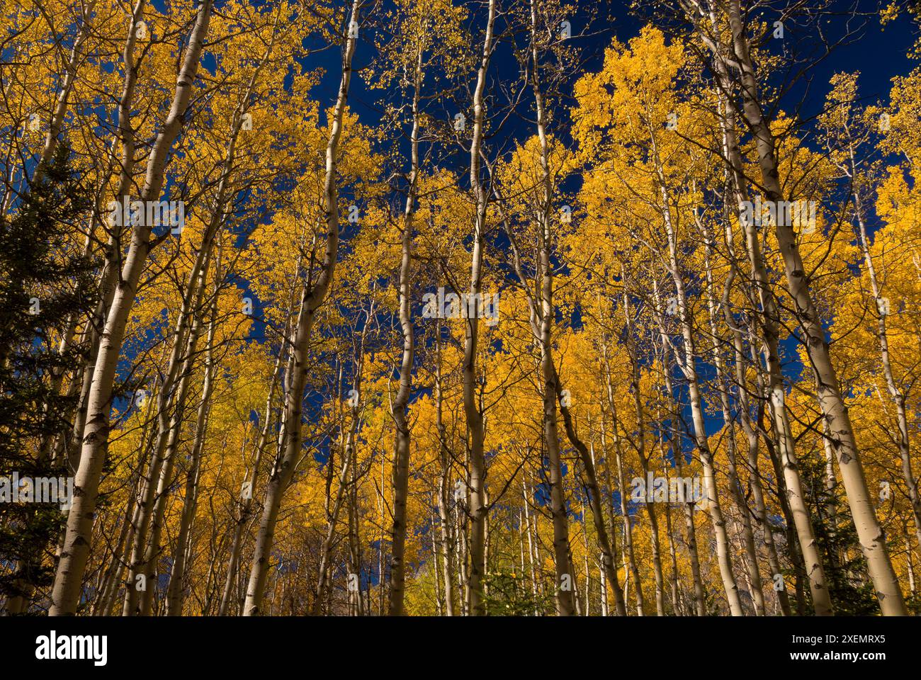 Jasper trees hi-res stock photography and images - Alamy