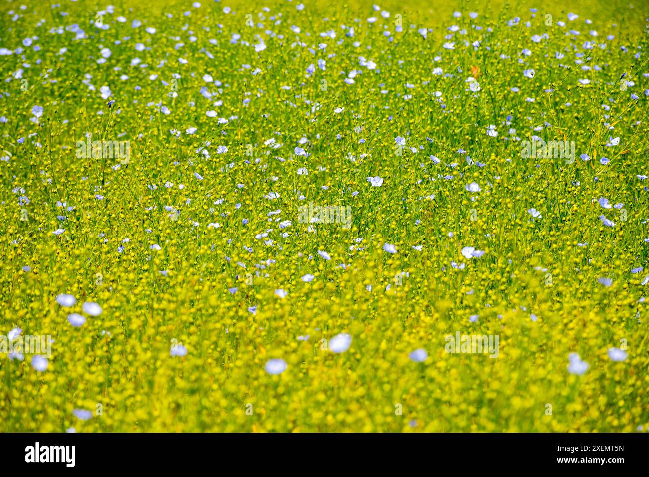 Colorful nature background, blue flax linen plants in blossom on fields ...
