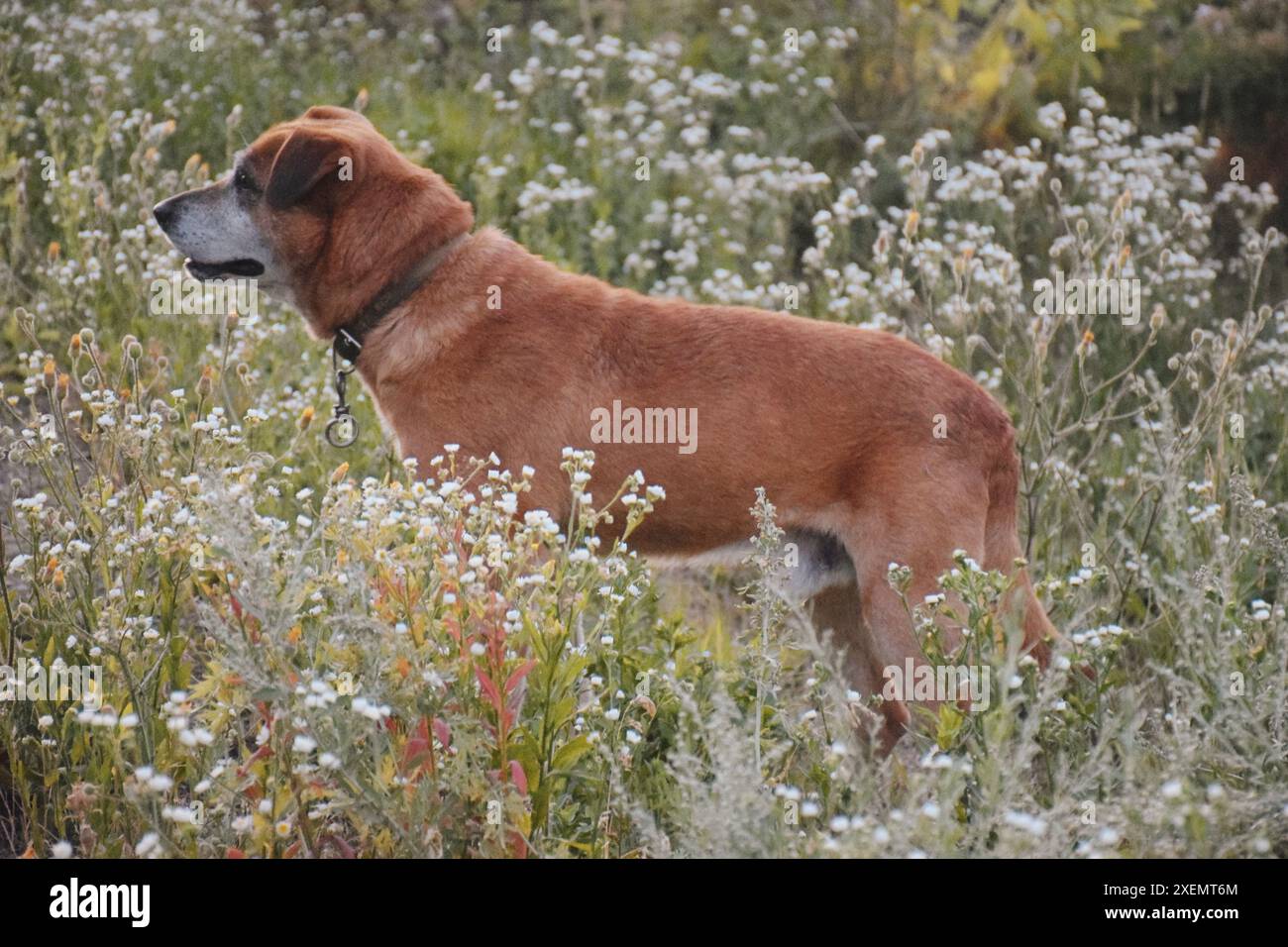 Show dog of breed of beagle on a natural green background Stock Photo ...